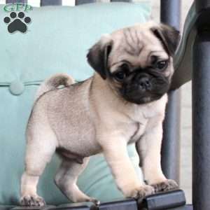 Pug Puppies For Sale - Greenfield Puppies