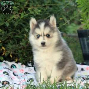 Pomsky Puppies For Sale - Greenfield Puppies
