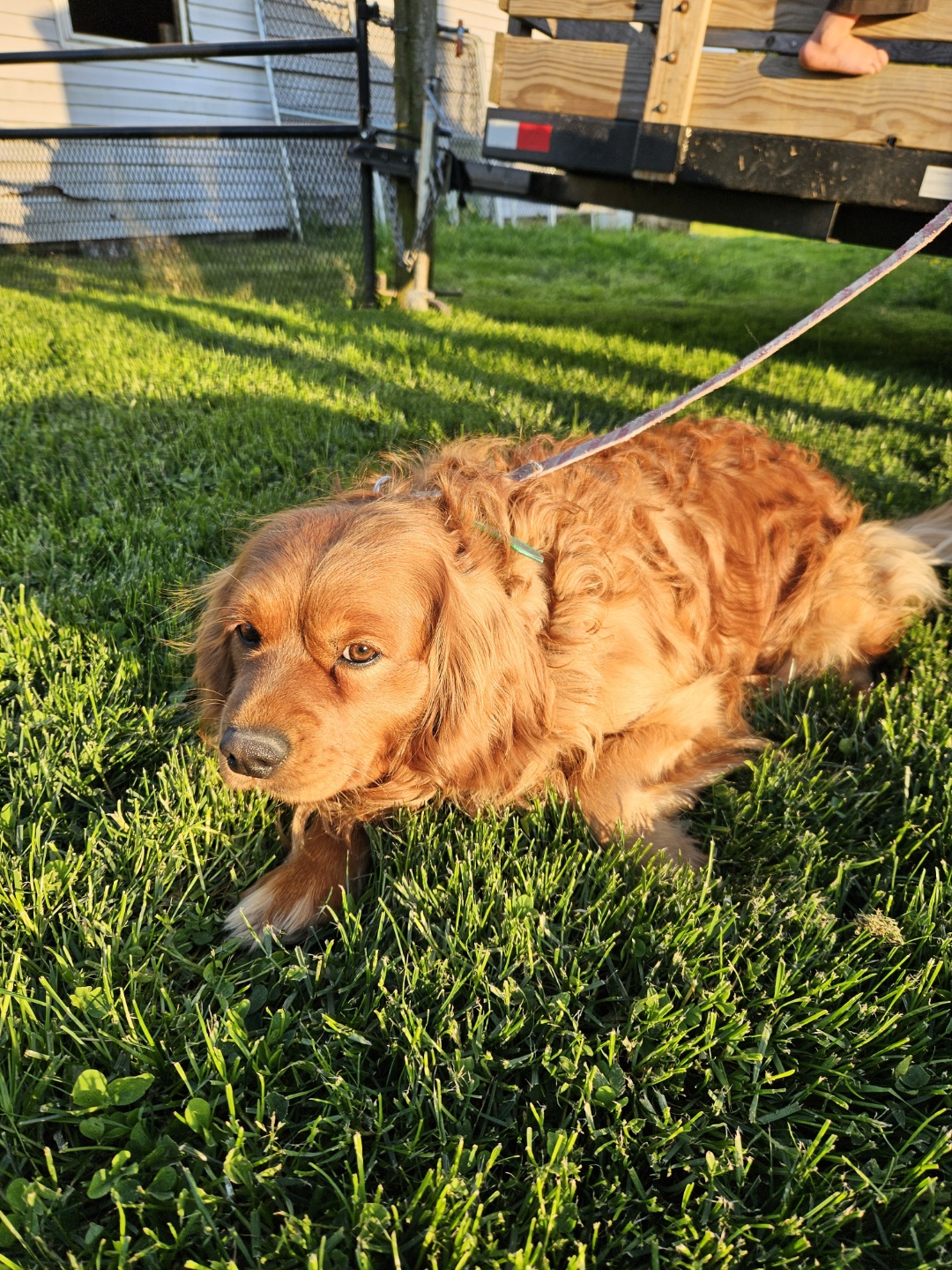 Major - Miniature Golden Retriever Puppy For Sale in Pennsylvania