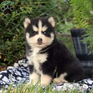 Pomsky Puppies For Sale - Greenfield Puppies