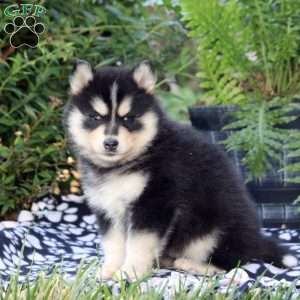 Pomsky Puppies For Sale - Greenfield Puppies