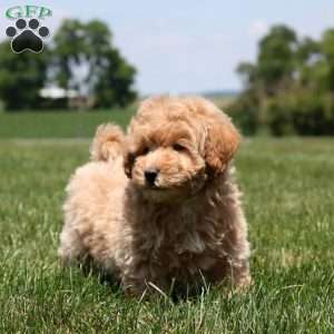 Bich-poo Puppies For Sale - Greenfield Puppies
