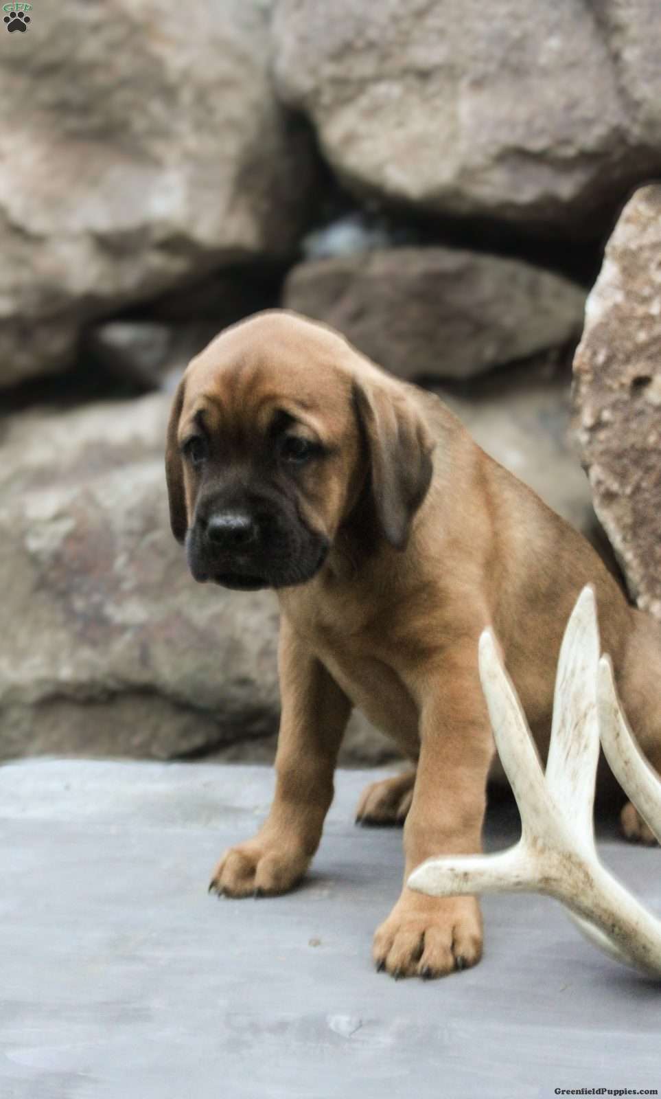 Bridget - Boxador Puppy For Sale in Pennsylvania