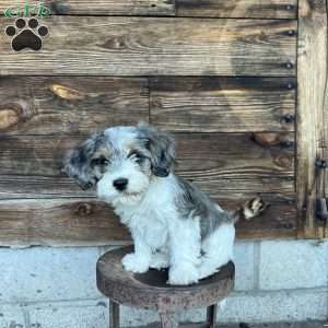 Cavapoo Puppies For Sale - Greenfield Puppies