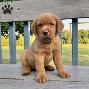 Fox Red Labrador Retriever Puppies for Sale - Greenfield Puppies