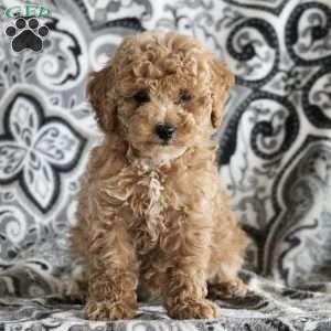 Anna Mary Zook - Greenfield Puppies