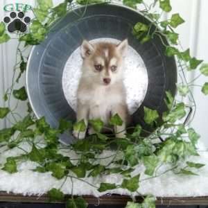 Matthew Schlabach - Greenfield Puppies