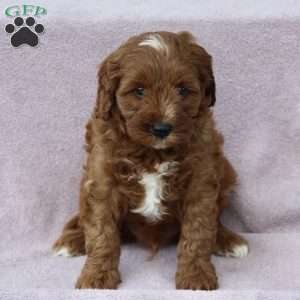Cavapoo Puppies For Sale - Greenfield Puppies
