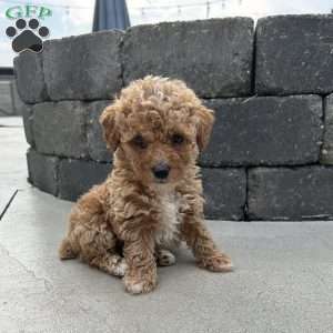 Toy Poodle Puppies For Sale - Greenfield Puppies
