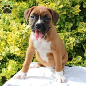 Boxer Puppies For Sale - Greenfield Puppies