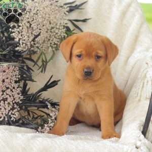 Fox Red Labrador Retriever Puppies for Sale - Greenfield Puppies