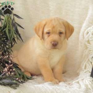 Yellow Labrador Retriever Puppies For Sale - Greenfield Puppies