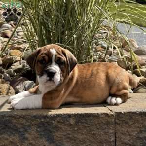 Beabull Puppies For Sale | Greenfield Puppies