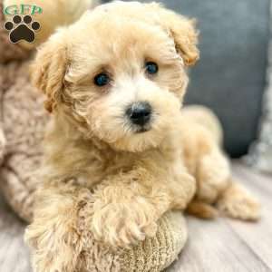 Bich-poo Puppies For Sale - Greenfield Puppies