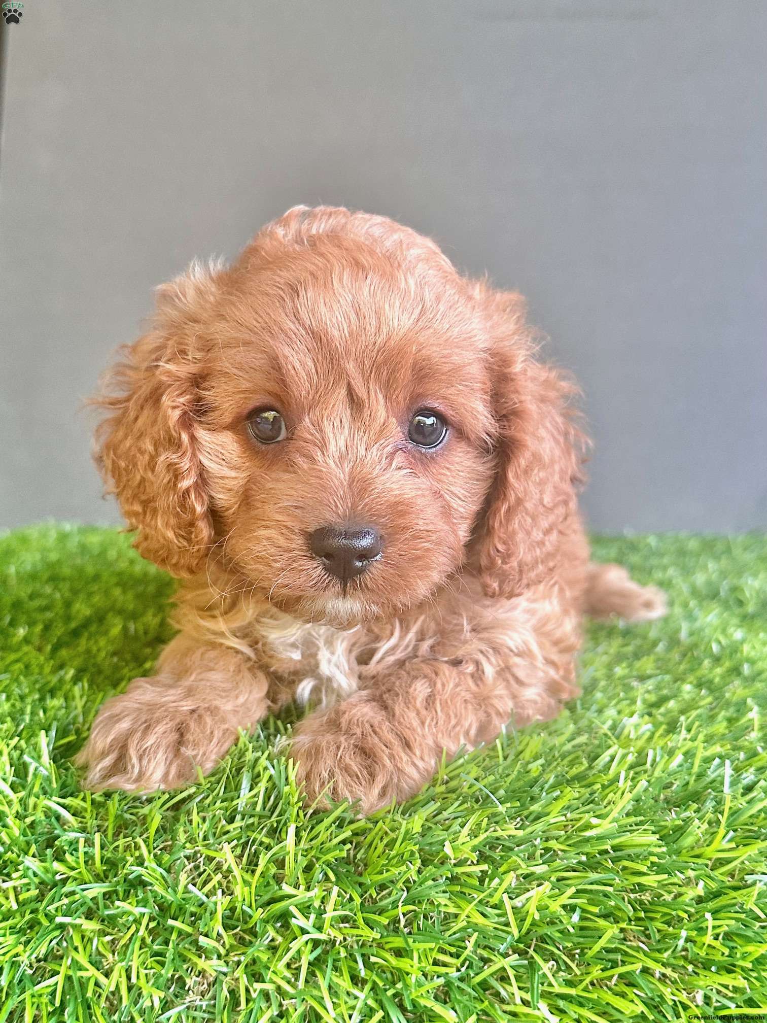 Duke - Cavapoo Puppy For Sale in Ohio