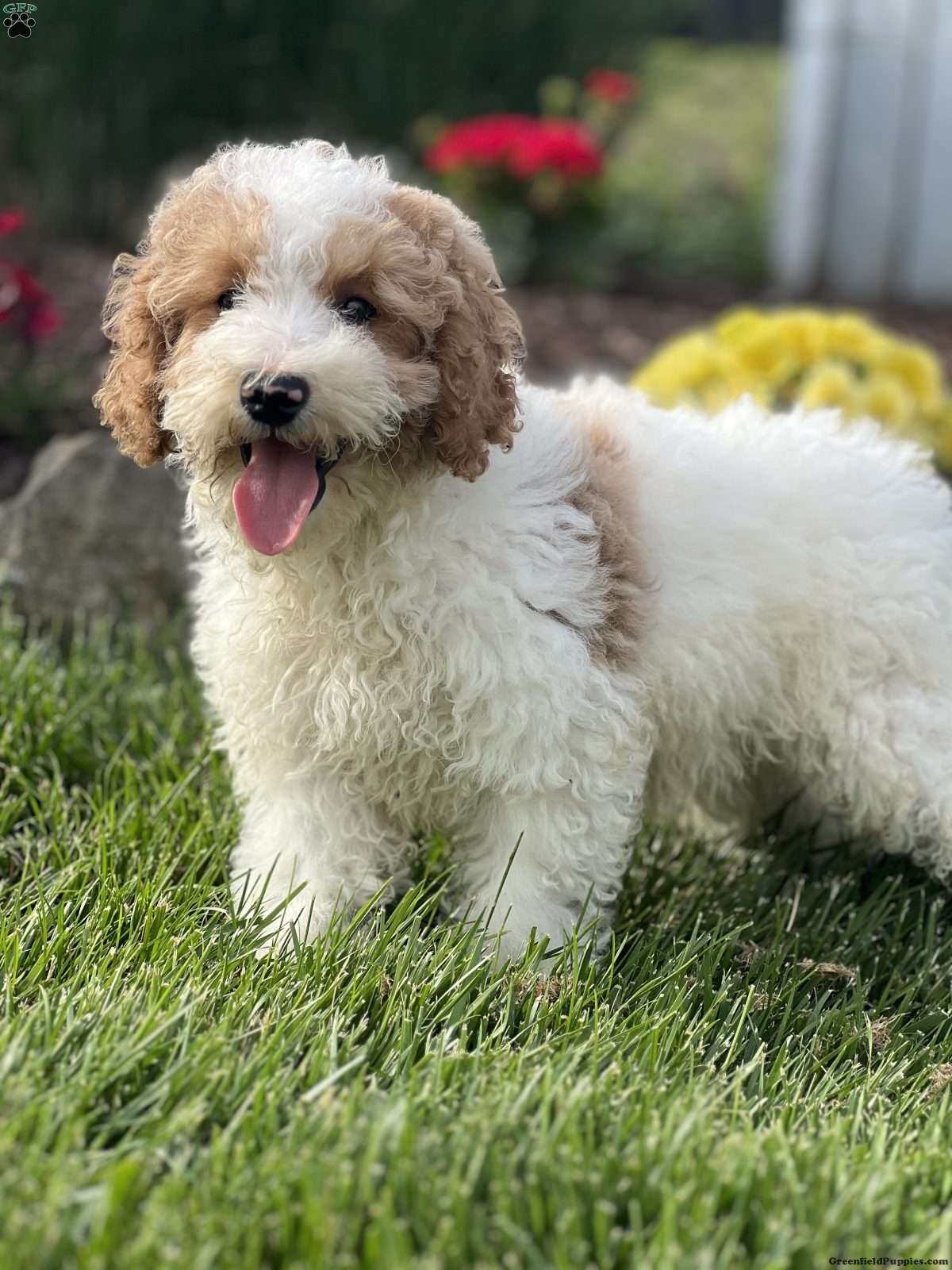 Hayes - Pomapoo Puppy For Sale in New York