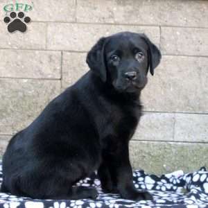 Black Labrador Retriever Puppies For Sale - Greenfield Puppies
