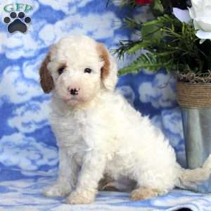 Miniature Poodle Puppies for Sale - Greenfield Puppies