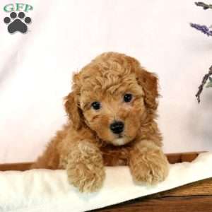 Countryside Puppies Dog Breeder