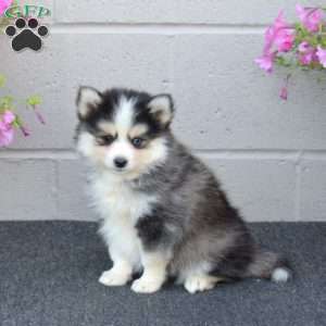 Pomsky Puppies For Sale - Greenfield Puppies