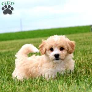 Bich-poo Puppies For Sale - Greenfield Puppies