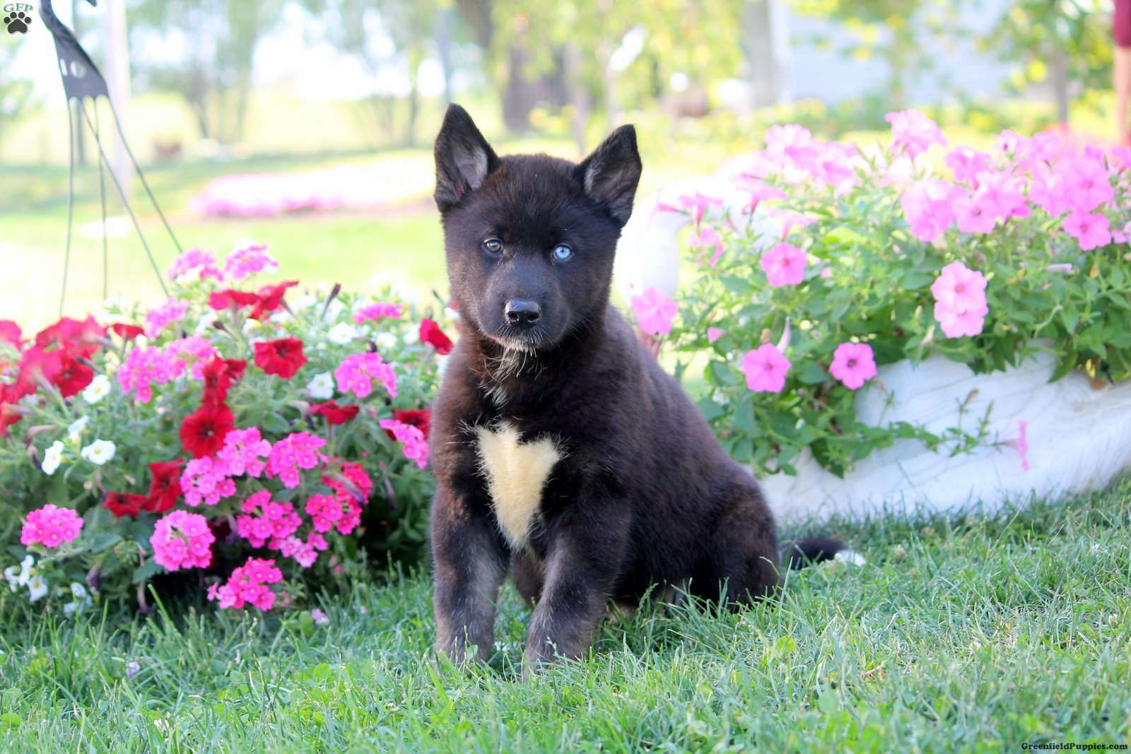 James - Siberian Husky Mix Puppy For Sale in Pennsylvania