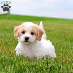 Bich-poo Puppies For Sale - Greenfield Puppies