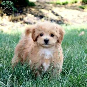 Bich-poo Puppies For Sale - Greenfield Puppies