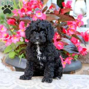 Cockapoo Puppies for Sale - Greenfield Puppies
