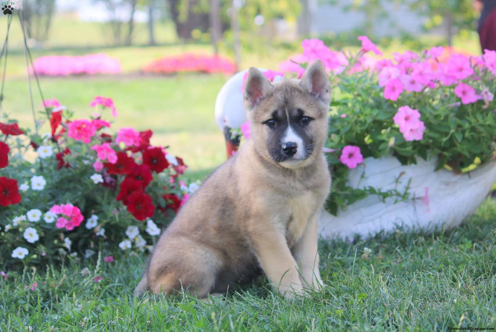 Kendall - Akita Mix Puppy For Sale in Pennsylvania