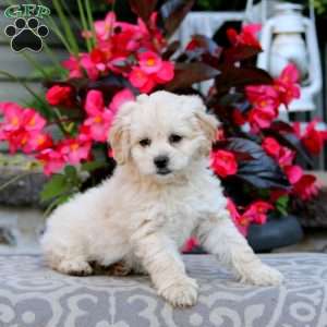 Cockapoo Puppies for Sale - Greenfield Puppies