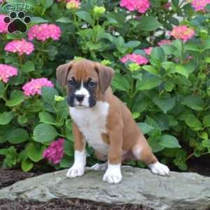 Boxer Puppies For Sale - Greenfield Puppies