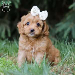 Cockapoo Puppies for Sale - Greenfield Puppies