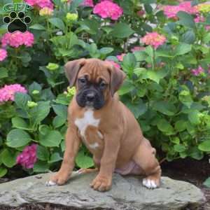 Boxer Puppies For Sale - Greenfield Puppies