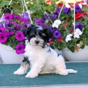 Havanese Puppies For Sale - Greenfield Puppies