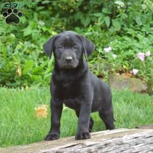 Black Labrador Retriever Puppies For Sale - Greenfield Puppies