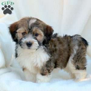Havapoo Puppies For Sale - Greenfield Puppies