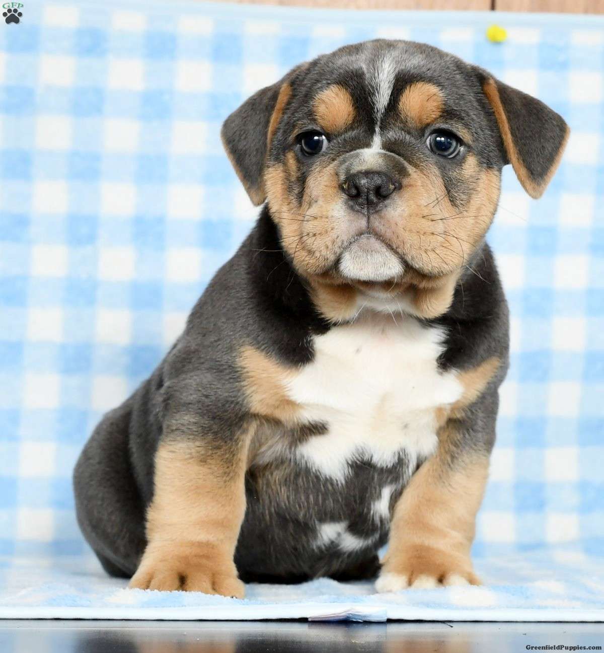 Maxx - Beabull Puppy For Sale in Ohio