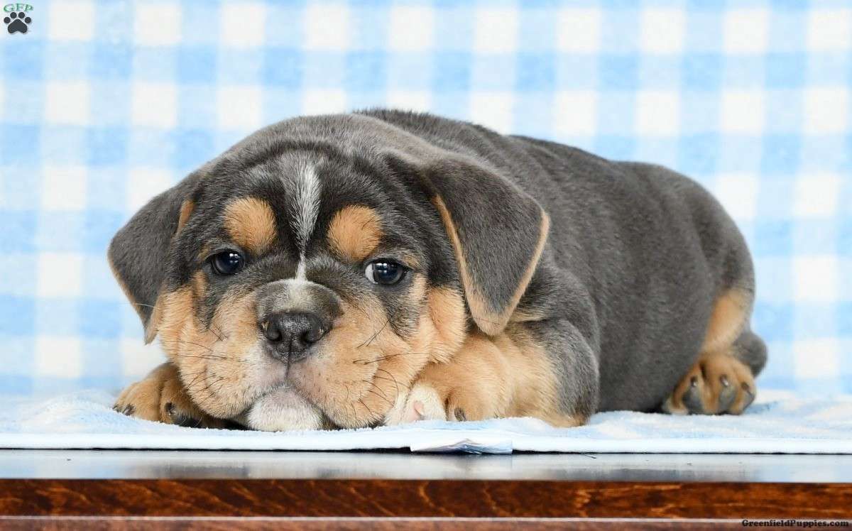 Maxx - Beabull Puppy For Sale in Ohio