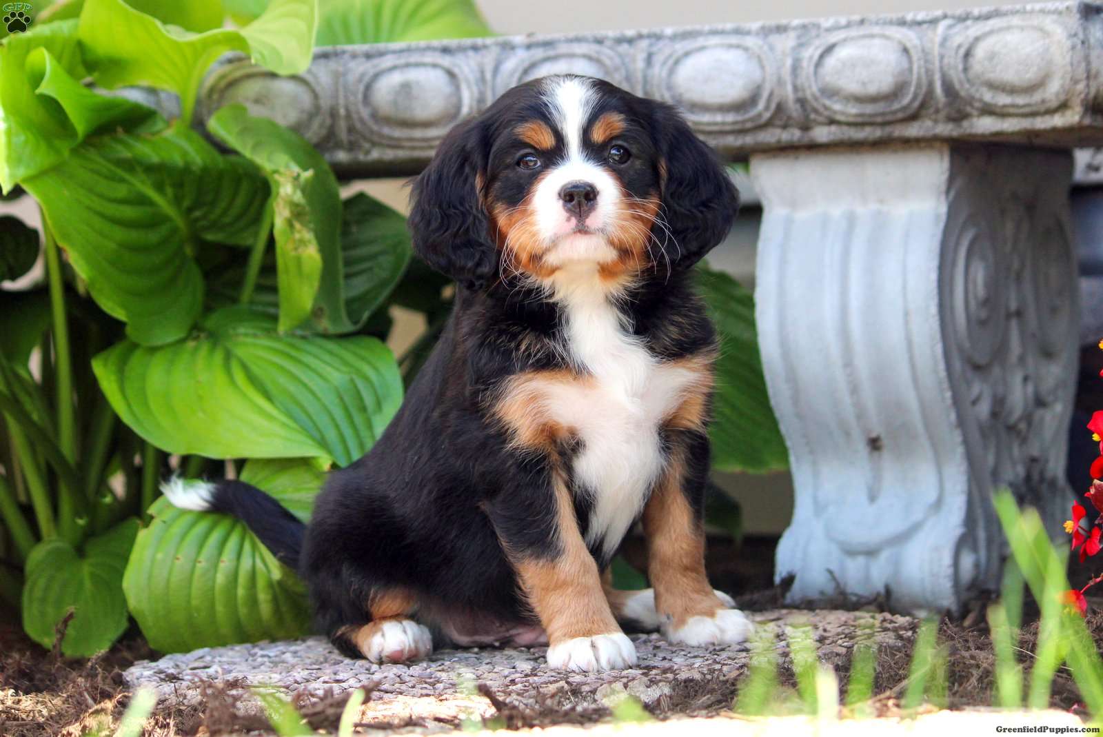 Melvin - Miniature Bernese Mountain Dog Puppy For Sale in Pennsylvania