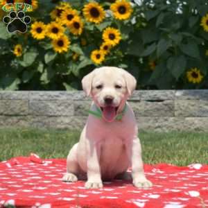 Yellow Labrador Retriever Puppies For Sale - Greenfield Puppies
