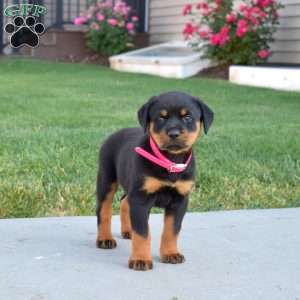 Rottweiler Puppies For Sale - Greenfield Puppies