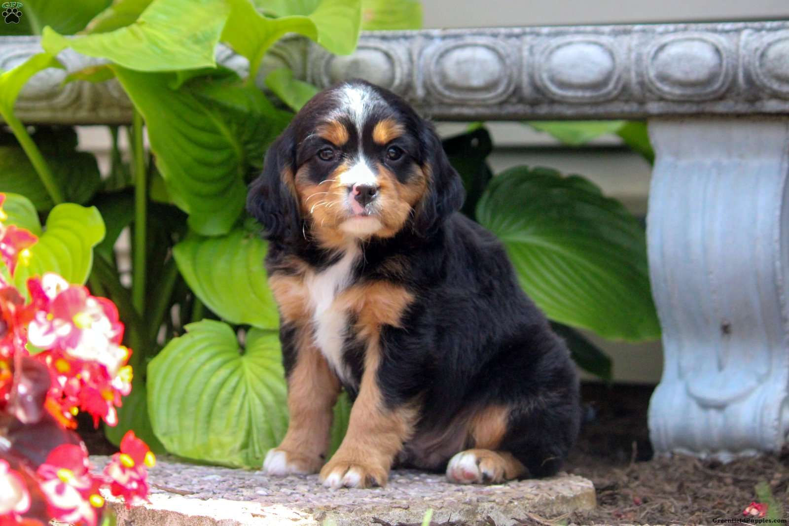 Mitch - Miniature Bernese Mountain Dog Puppy For Sale in Pennsylvania