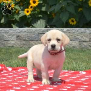 Yellow Labrador Retriever Puppies For Sale - Greenfield Puppies