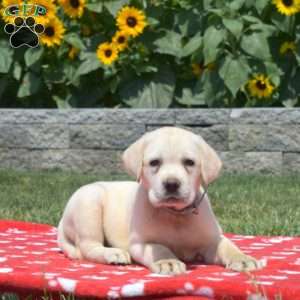 Yellow Labrador Retriever Puppies For Sale - Greenfield Puppies
