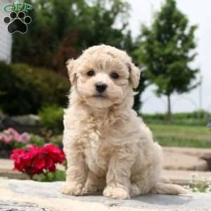 Bich-poo Puppies For Sale - Greenfield Puppies