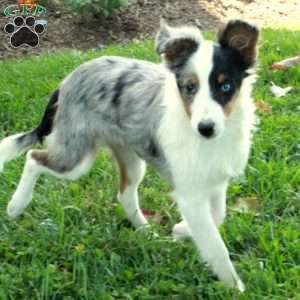 Sheltie Puppies For Sale | Greenfield Puppies