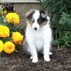 Sheltie Puppies For Sale | Greenfield Puppies