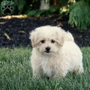 Bich-poo Puppies For Sale - Greenfield Puppies