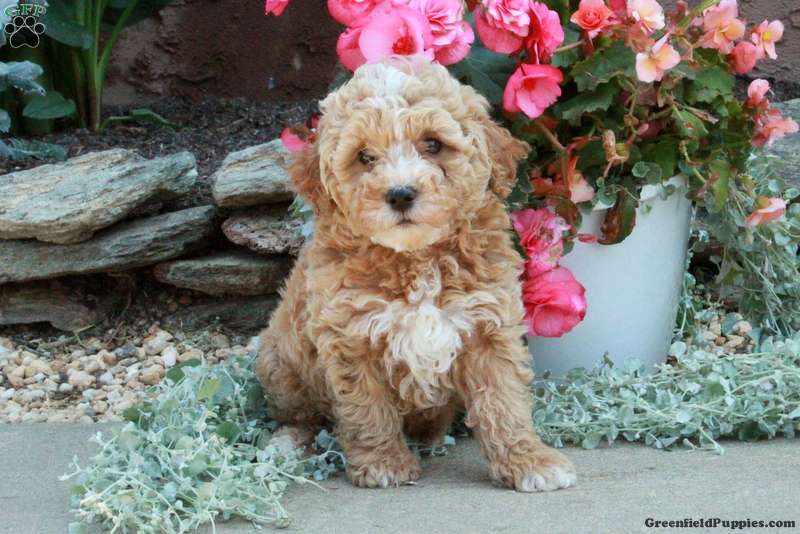 Rex - Mini Goldendoodle Puppy For Sale in Pennsylvania